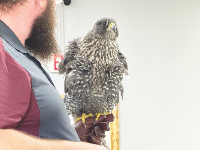 Raptor demo: Ohio School of Falconry visits Washington County libraries ...